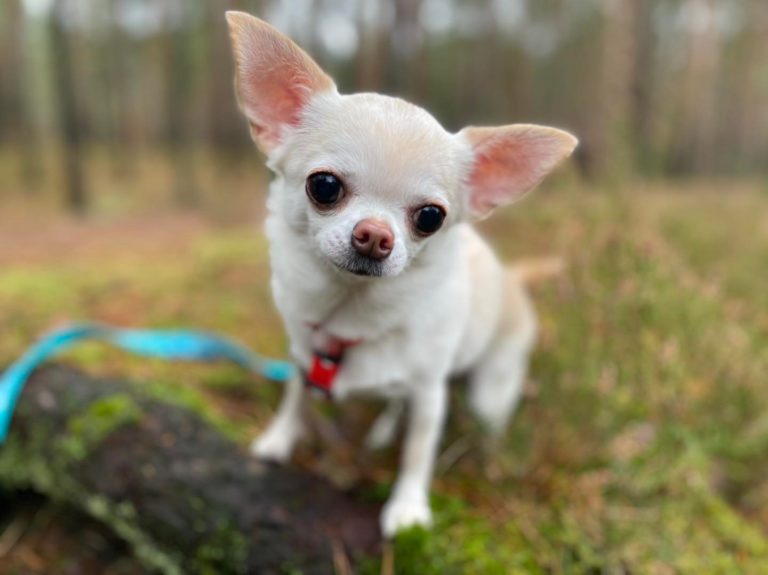 Psia Górka – Hotel dla psów